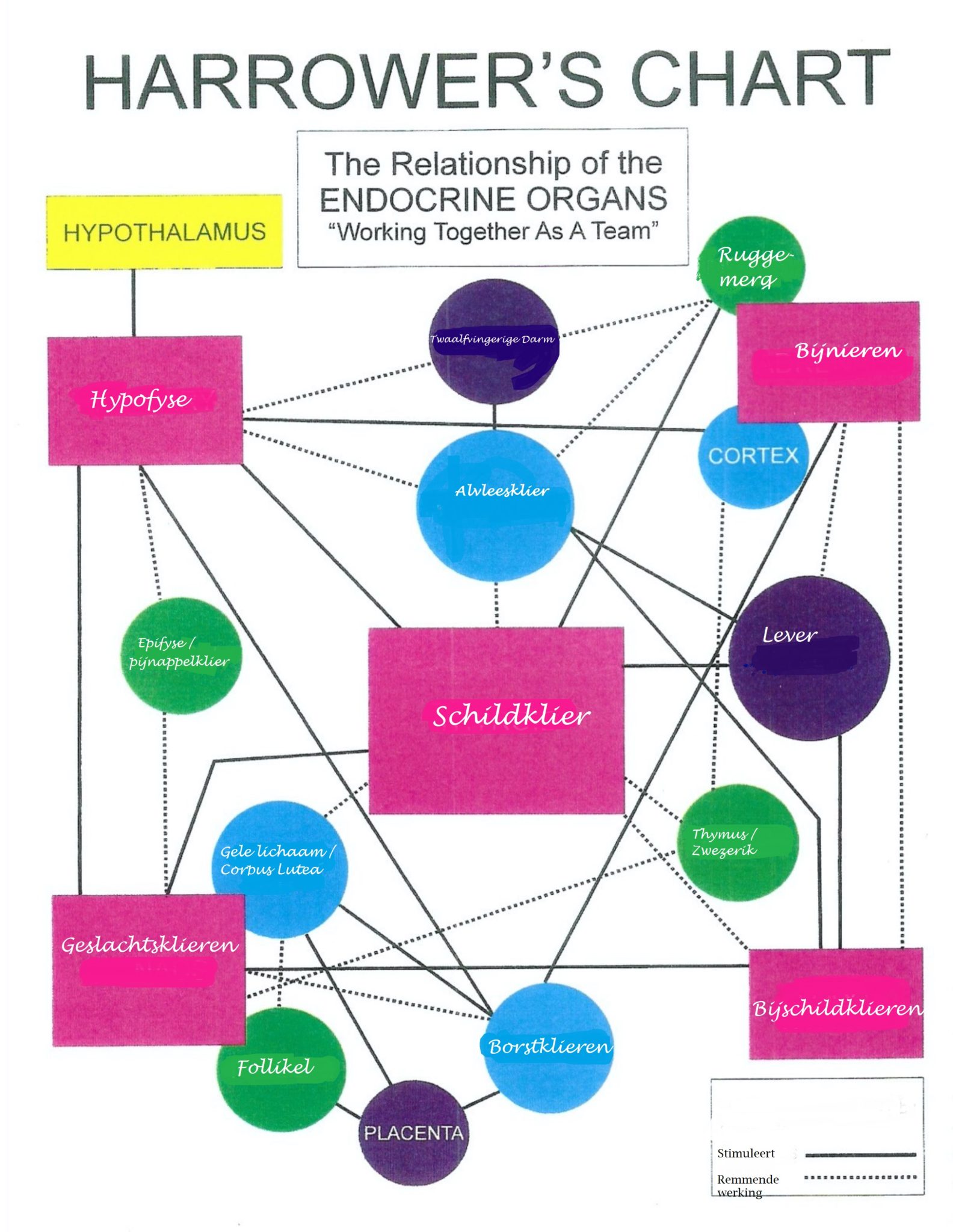 Het endocriene systeem : alles werkt samen - Ziekte van Graves/Basedow
